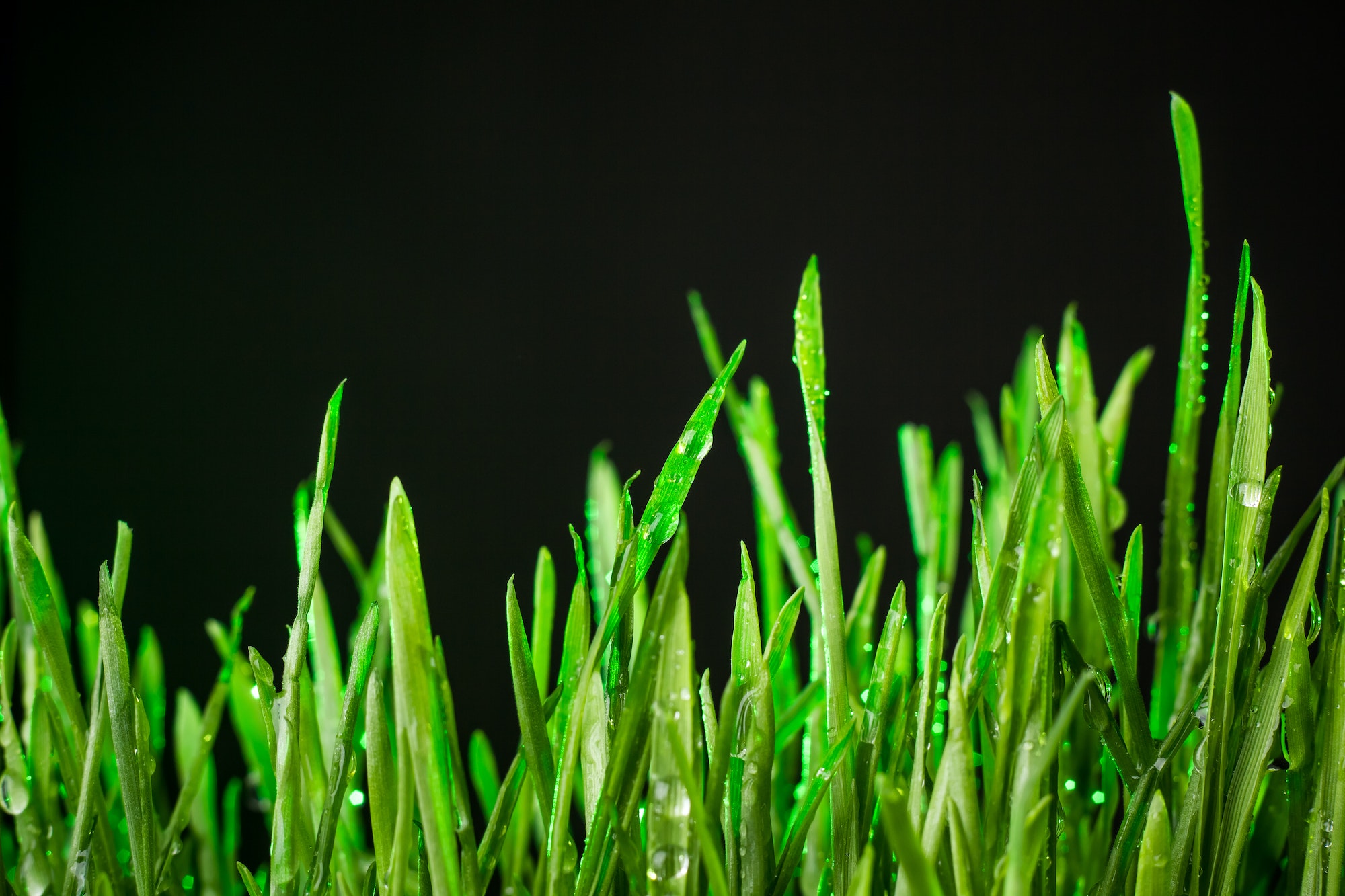 Pasto San Agustín - Agromanantiales - Productores de Pasto en Nuevo León