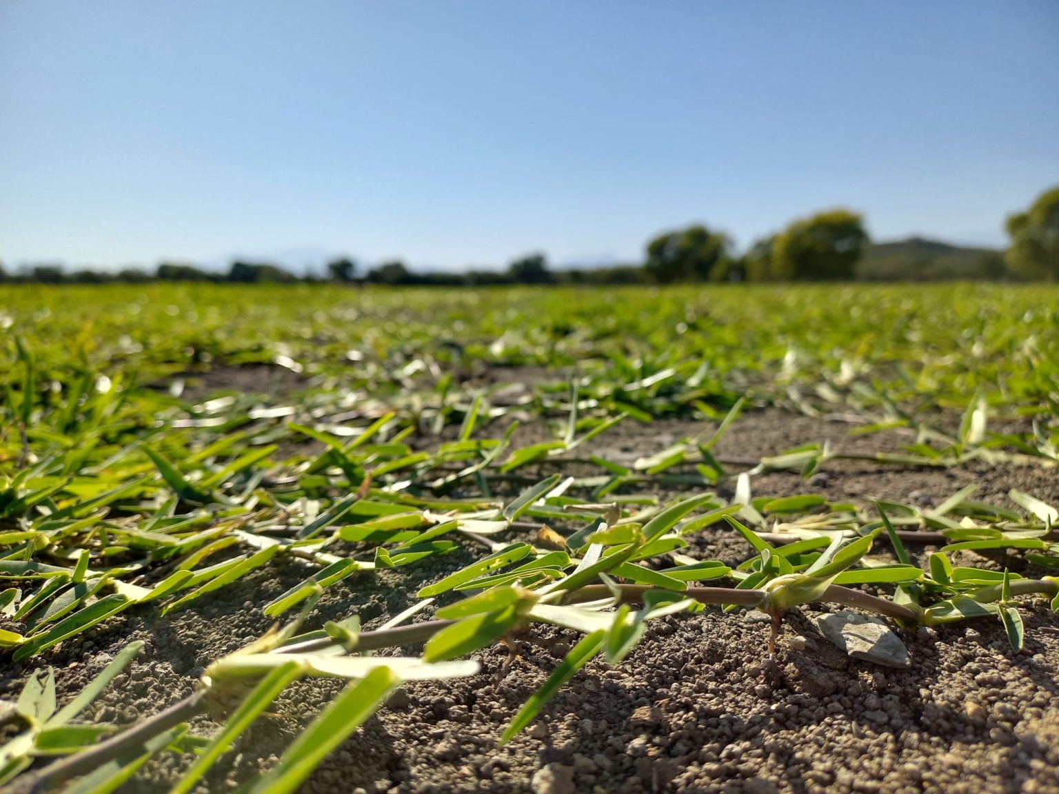 ¡Pasto San Agustín! 👨🏽‍🌾💎- Alta Calidad 🌱 Nuevo León México🌻